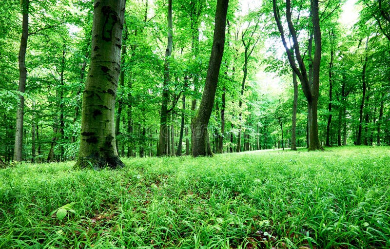 Green Forest and Grass with Tree at Rain Stock Photo - Image of bright ...