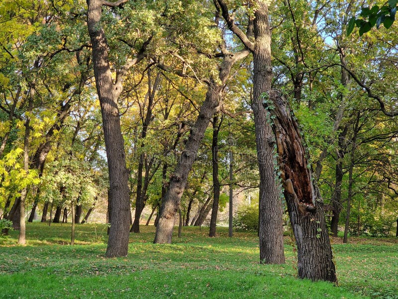 Green Forest Grows on the Banks of the River in the Recreation Park ...