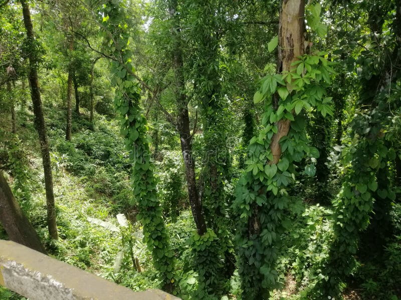 Green Forest in the Hilly Forest Stock Image - Image of hilly, garden ...