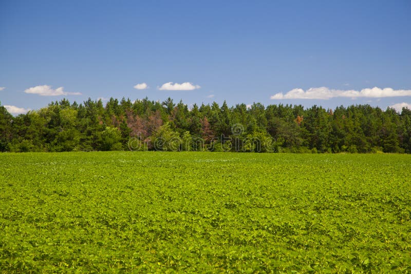 Green Forest on the Horizon, between the Field and the Blue Sky Stock ...