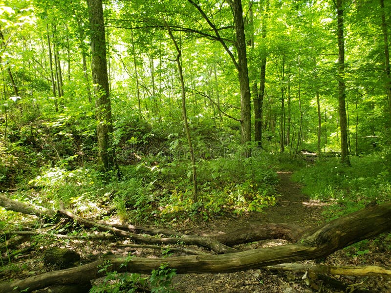 Green Forest on a Hot Summer Day Stock Image - Image of forest, summer ...
