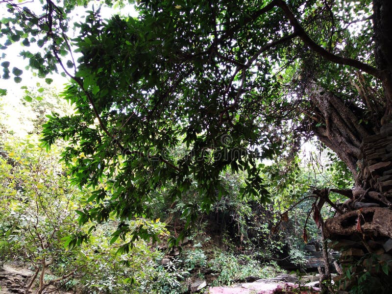 Green forest stock photo. Image of good, green, forests - 132248936