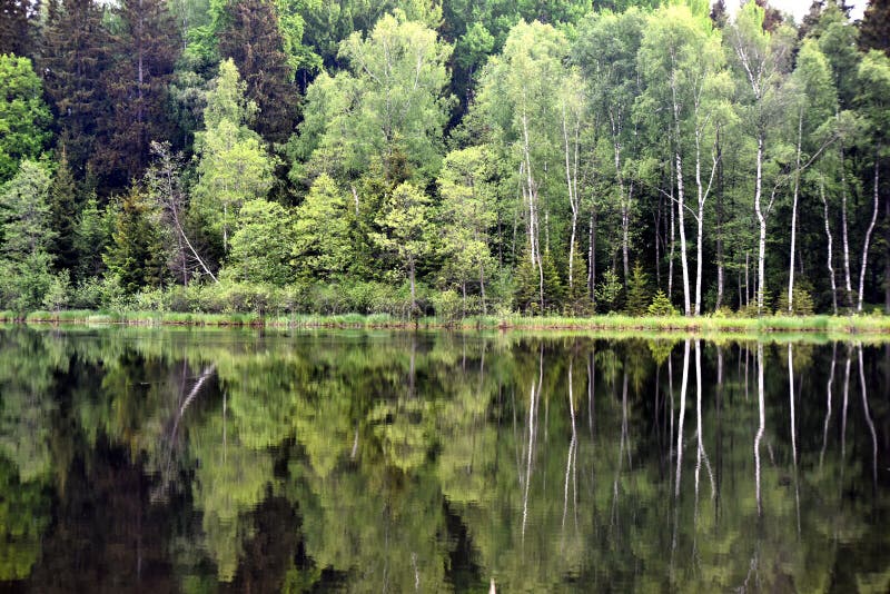 Green Forest by the Lake in Reflection in the Lake Water. Beautiful ...
