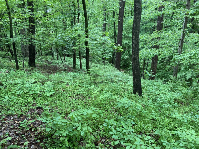 Green Forest Landscape in Spring in May Stock Image - Image of nature ...