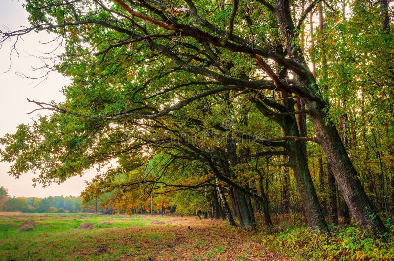 Green forest landscape. stock photo. Image of grass - 279673820