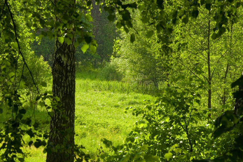 Green Forest Landscape during Warm Spring Rain Stock Photo - Image of ...