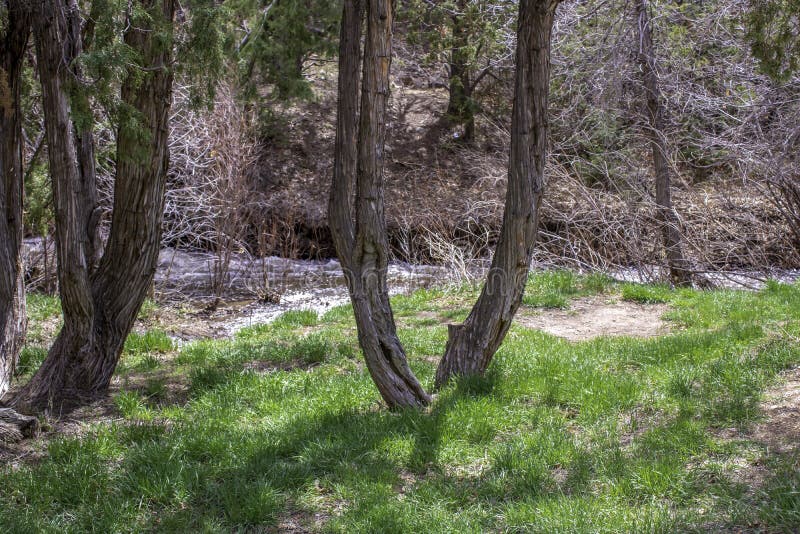 Green, Green, Forest Lawn Grass Stock Photo - Image of forests, stream ...