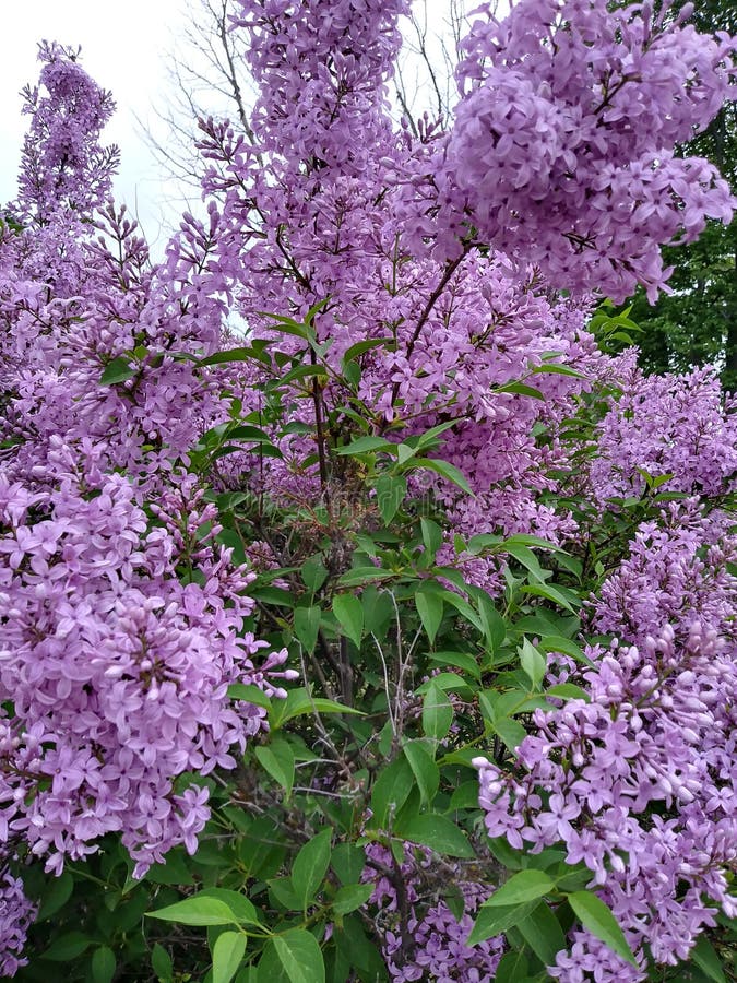 Lilac Flowers Trees Forest Woods Trunks Branches Stock Photo - Image of ...