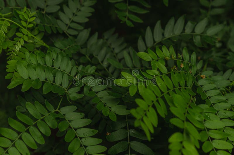 Green Forest Leaves after Spring Rain Stock Image - Image of plant ...