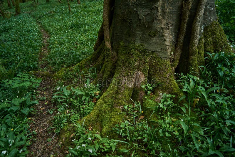 Green forest little path stock photo. Image of green - 116744870