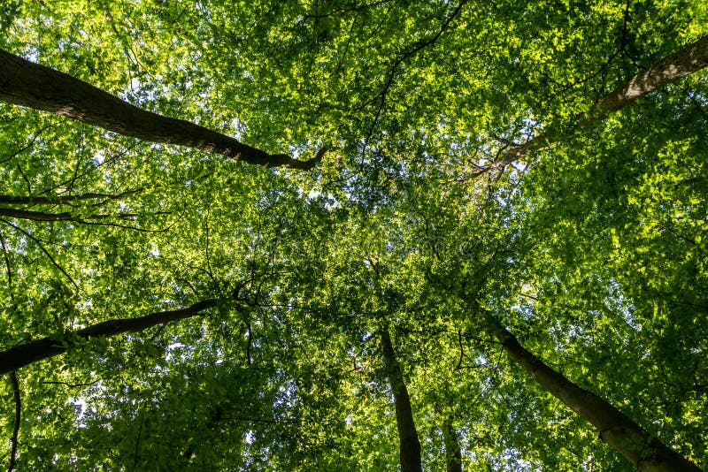 Green forest looking up stock photo. Image of leaf, green - 24868172