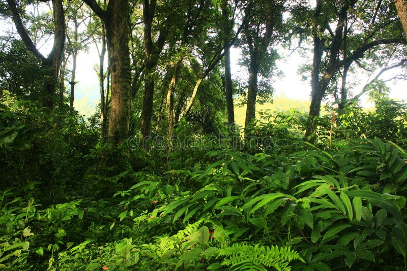 Green Forest with Lush Trees and Cool Air Stock Photo - Image of jungle ...
