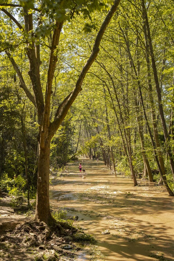 Green Forest with Lush Trees and a Muddy Road Stock Photo - Image of idyllic, exploration: 306274752