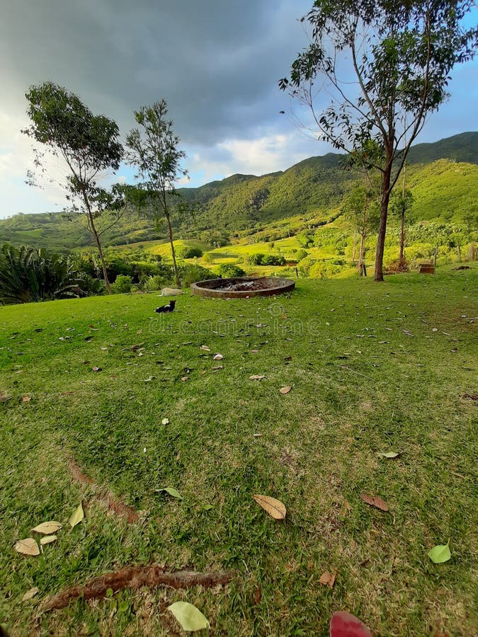 Green forest mauritius stock photo. Image of trees, nature - 174169628