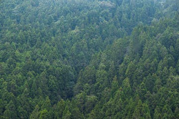 Green forest with mist stock image. Image of landscape - 319801303