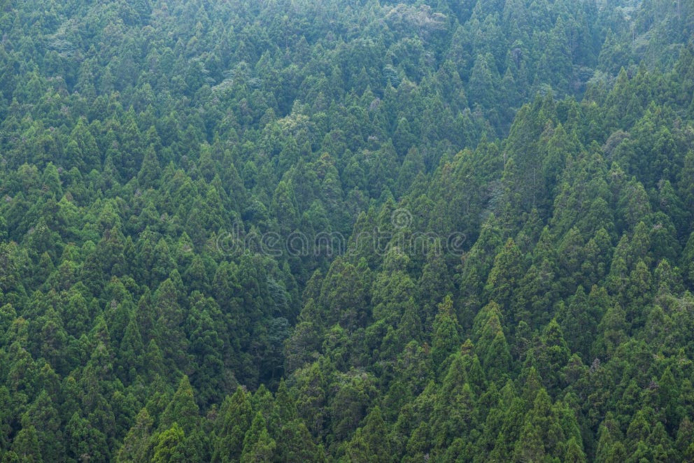 Green forest with mist stock image. Image of landscape - 319801303