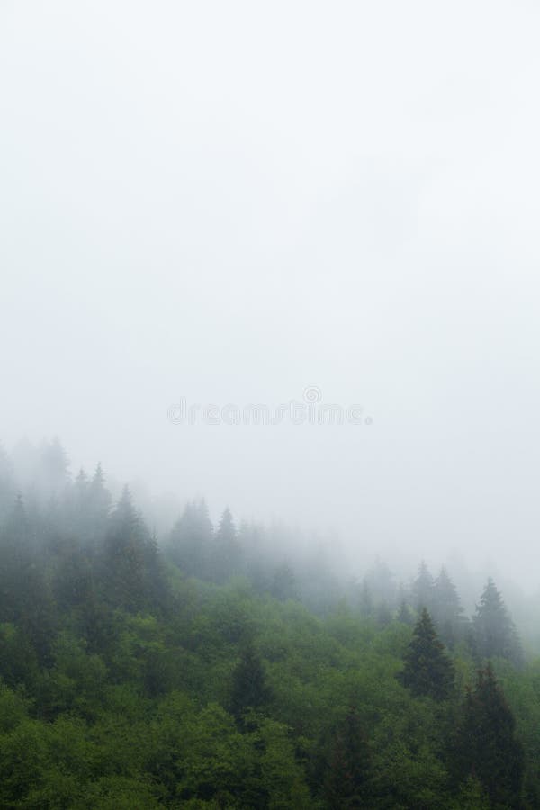 Green forest and mist stock image. Image of beauty, green - 82950739