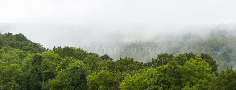 Green forest and mist stock image. Image of forest, mist - 31742971