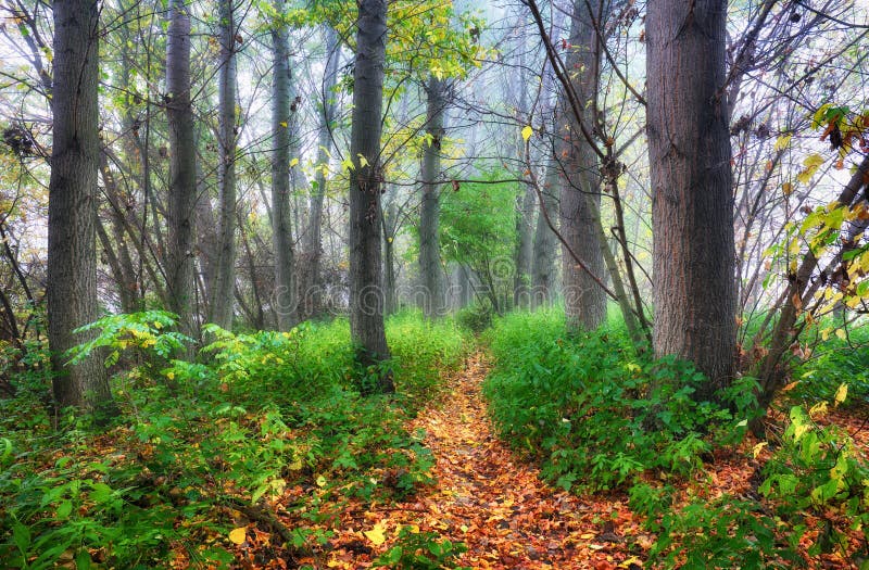 Green Forest at Misty Morning Stock Photo - Image of morning, cloud ...
