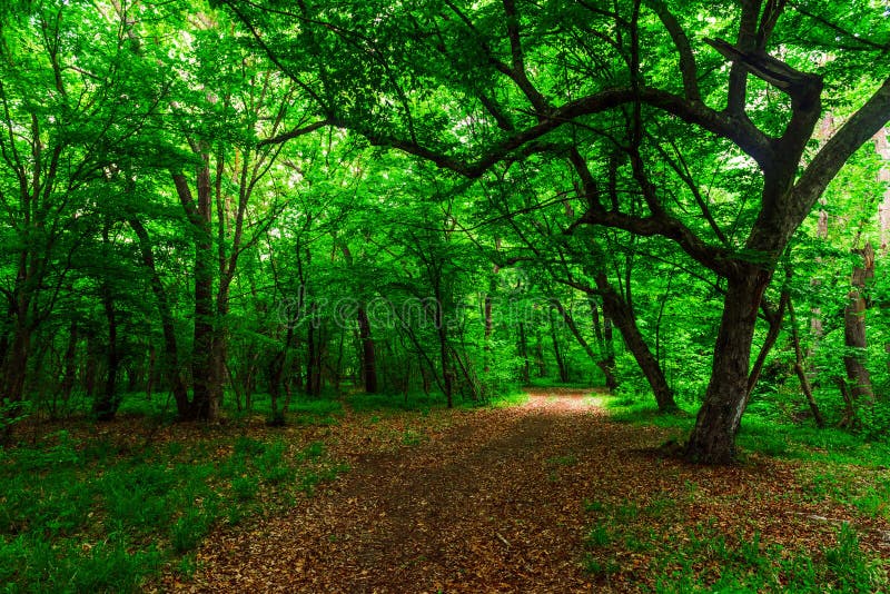 Green forest stock image. Image of horizontal, scenery - 92437049