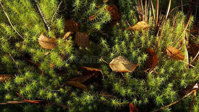 Green Forest Moss Lit by Sunbeams with Grass and Withered Leaves Stock ...