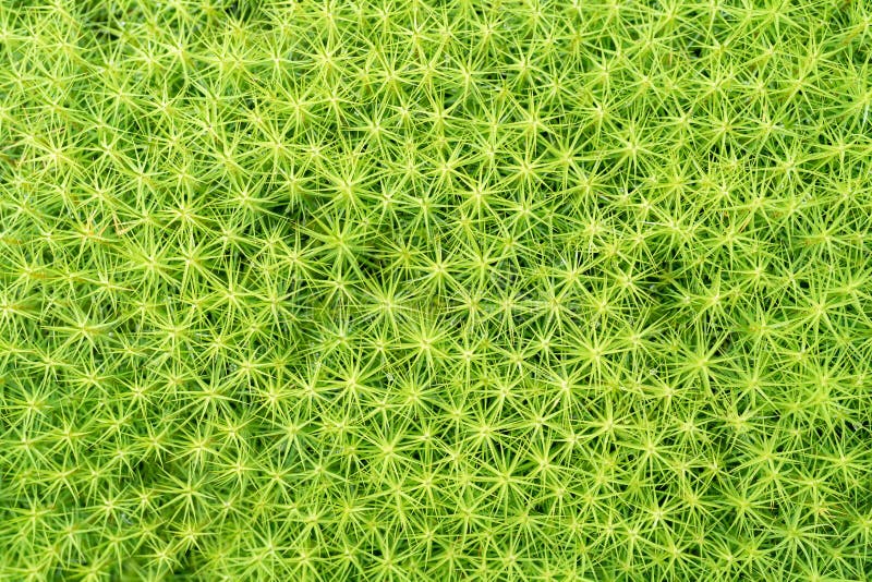 Green forest moss pattern. stock image. Image of abstract - 193533563