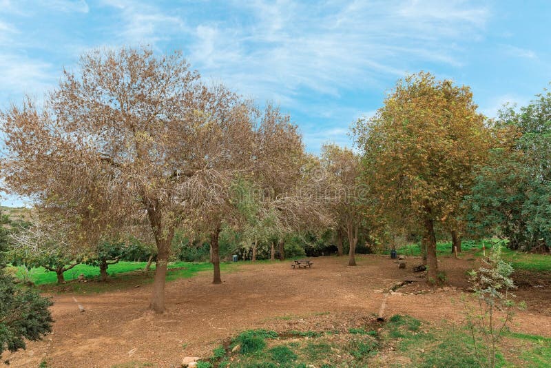 Green Forest on Mount Carmel in Israel Stock Photo - Image of autumn ...