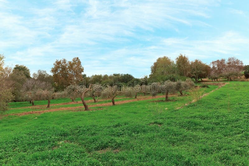 Green Forest on Mount Carmel in Israel Stock Photo - Image of park ...