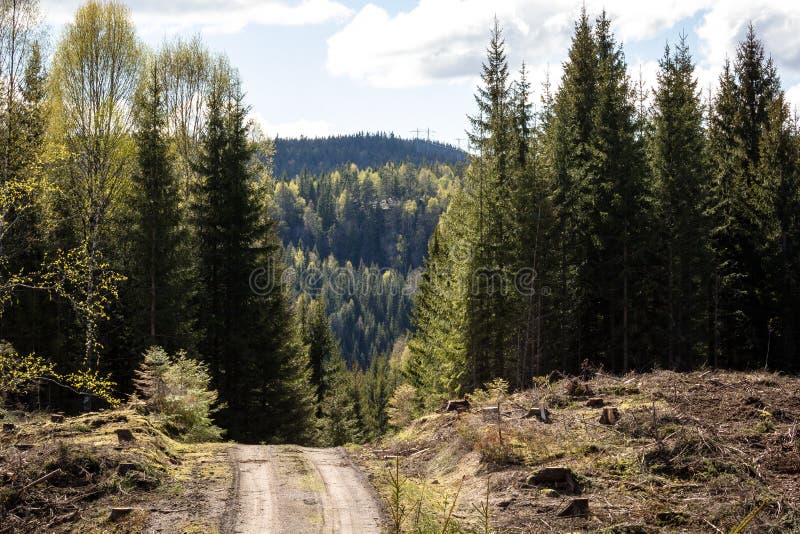 Green Forest with Mountains in the Back Stock Photo - Image of climate ...