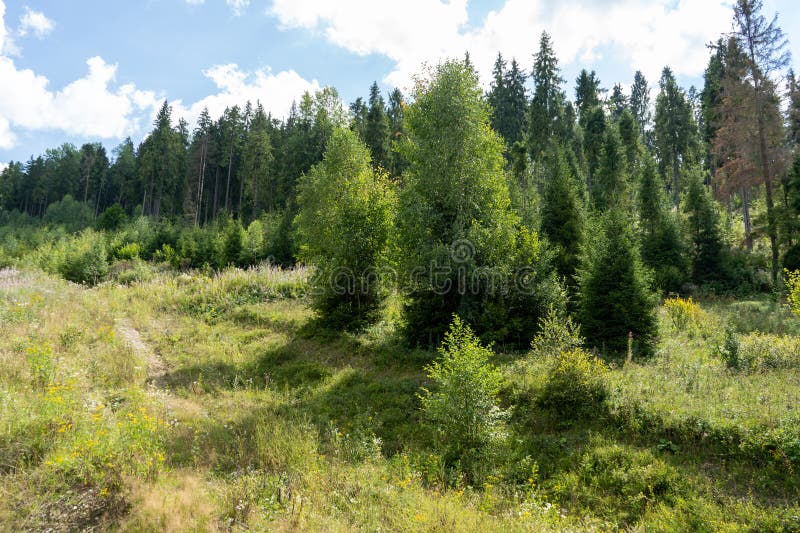 Green Forest in the Mountains Pine and Deciduous Trees Mixed Forest in ...