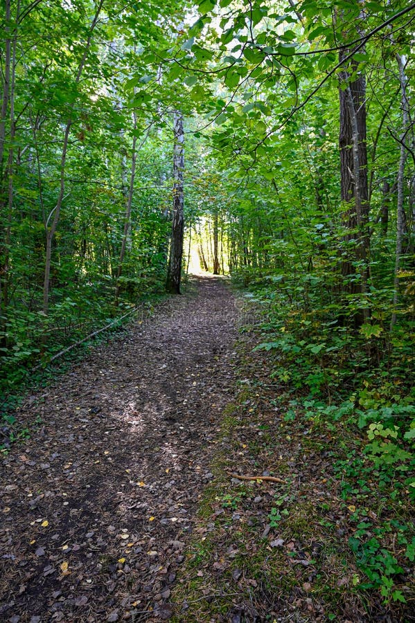 Green Forest with Nice Path Straight through Stock Image - Image of ...