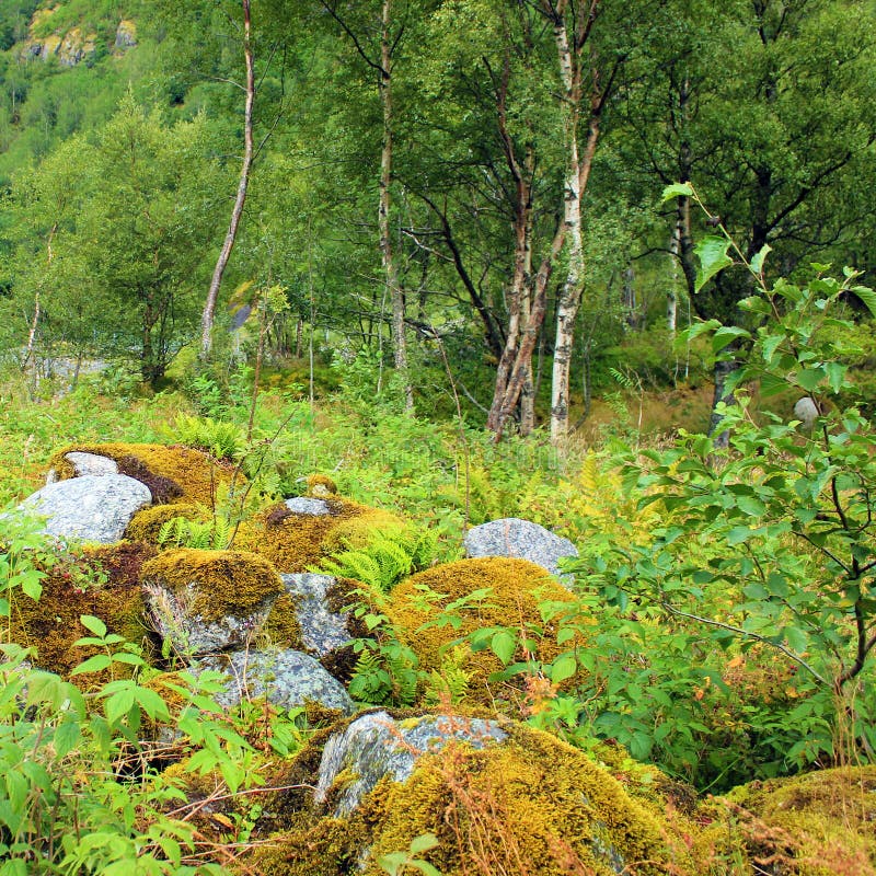Green Forest , Norway. Norwegian Landscape Stock Photo - Image of ...