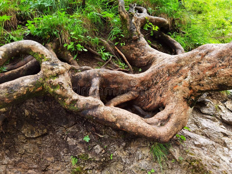 338 Crooked Old Deciduous Tree Stock Photos - Free & Royalty-Free Stock ...