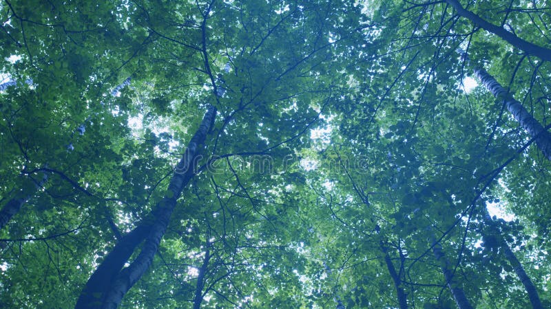 Green Forest Panorama. Fresh Foliage in Forest. Sunlight in Green ...