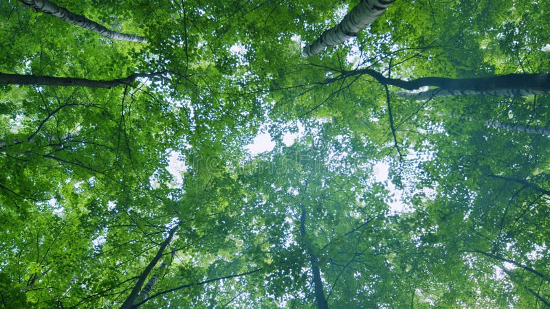 Green Forest Panorama. Fresh Foliage in Forest. Sunlight in Green ...