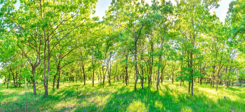 Green forest panorama stock photo. Image of background - 138150272