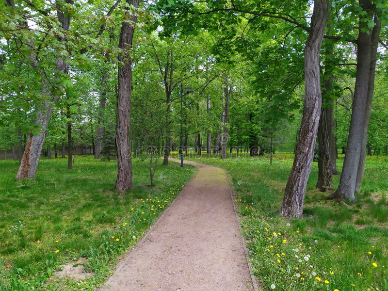 Green Forest Panorama Park Trees Stock Image - Image of park, forest ...