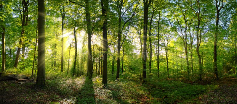 Forest Panorama with Rays of Sunlight Stock Image - Image of nature ...