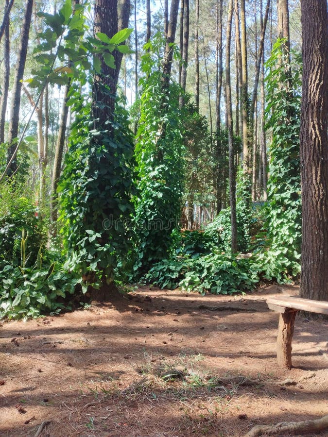 Green forest park stock image. Image of green, wall - 202676185