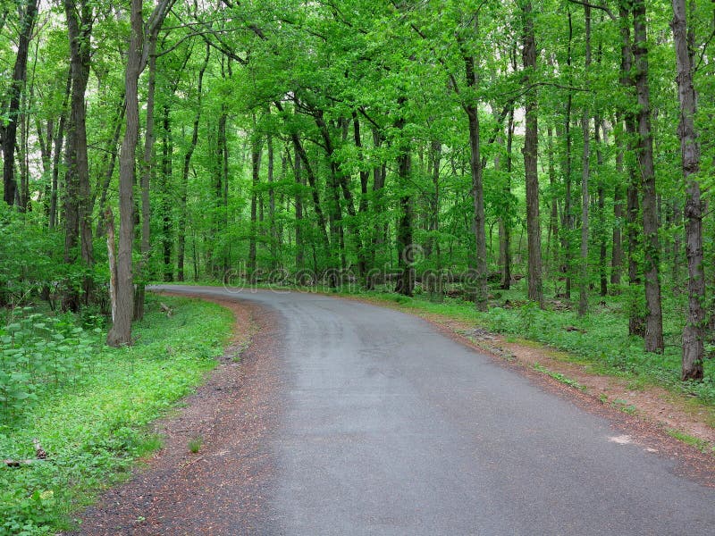 Green Forest Path stock image. Image of beech, scenery - 107710933