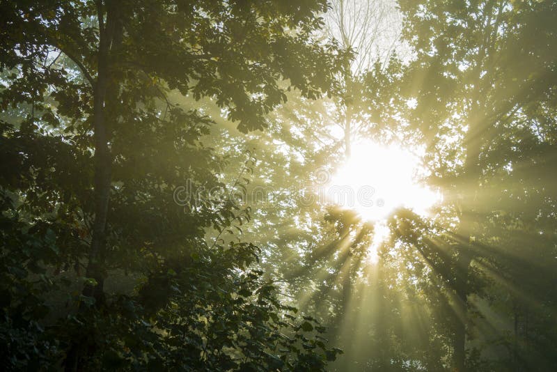 Green Forest with Path or Hiking Trail in the Early Morning with Rays ...