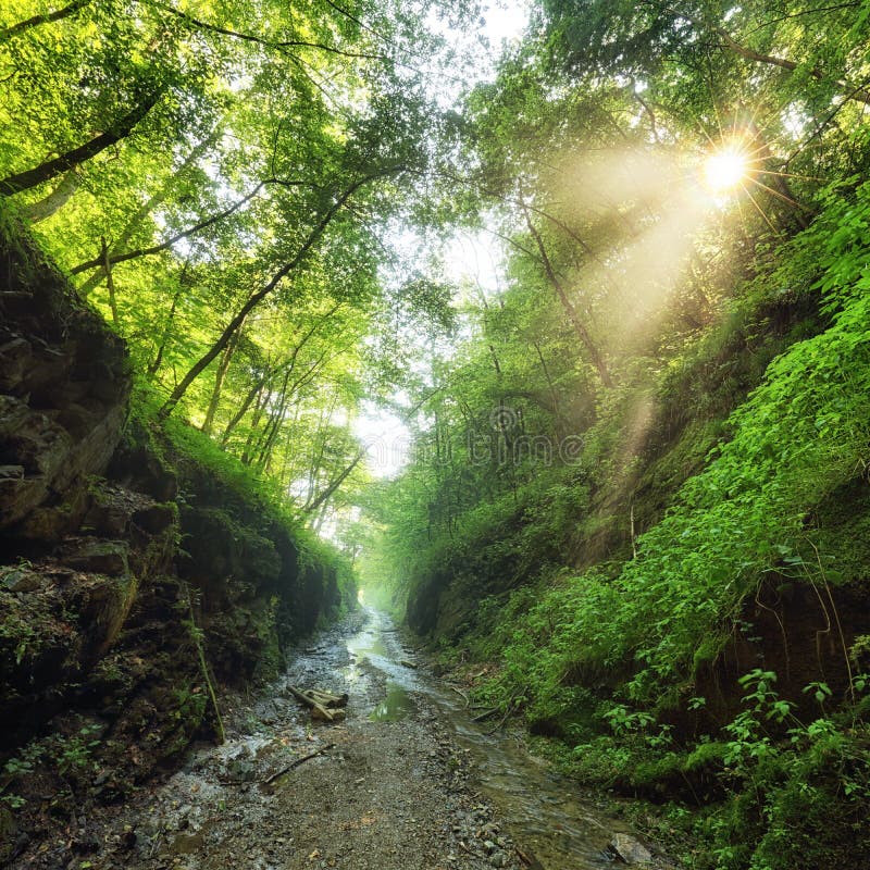 Green Forest with Path and Sun Stock Image - Image of path, park: 74683817