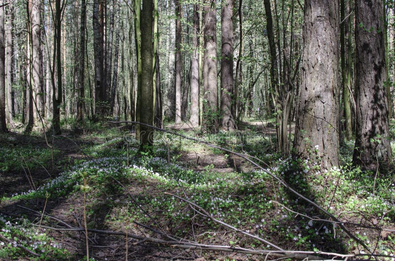 Green Forest with a Path. Sunny Spring Day Stock Image - Image of ...