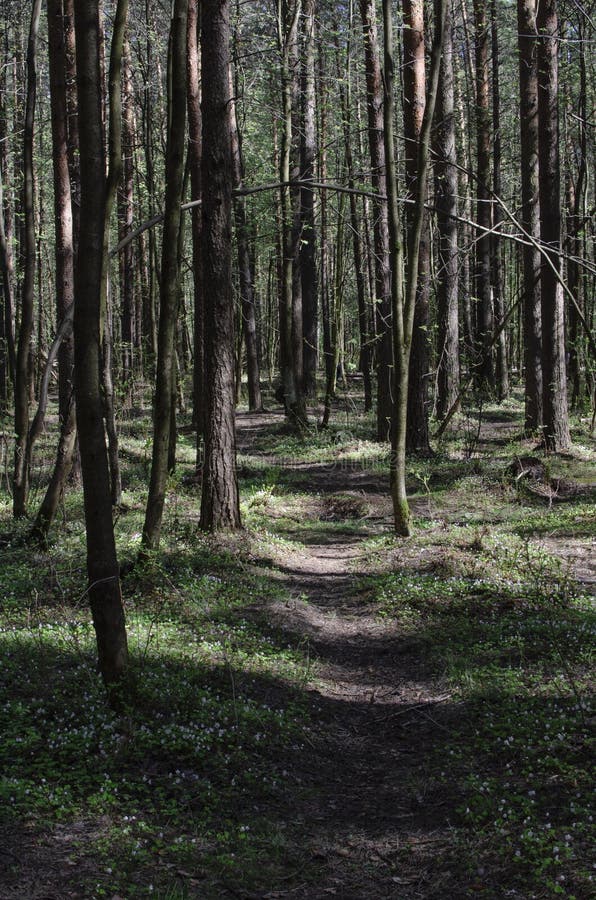 Green Forest with a Path. Sunny Spring Day Stock Photo - Image of road ...
