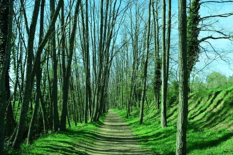 Green forest path stock photo. Image of green, path - 119364310