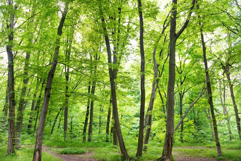 Green Forest with Path, Trees and Sun Stock Image - Image of beautiful ...