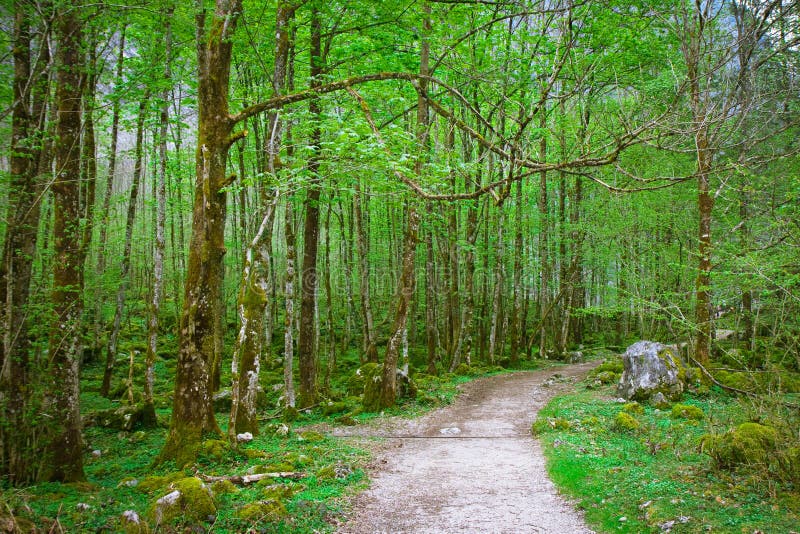Green forest with pathway stock photo. Image of beautiful - 28029592