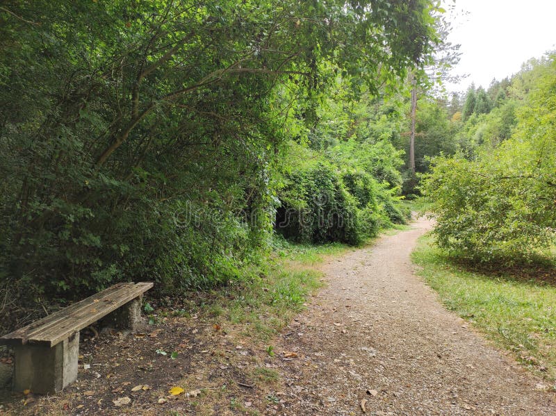 Green Forest, Pathway and Bench Stock Image - Image of road, soil ...