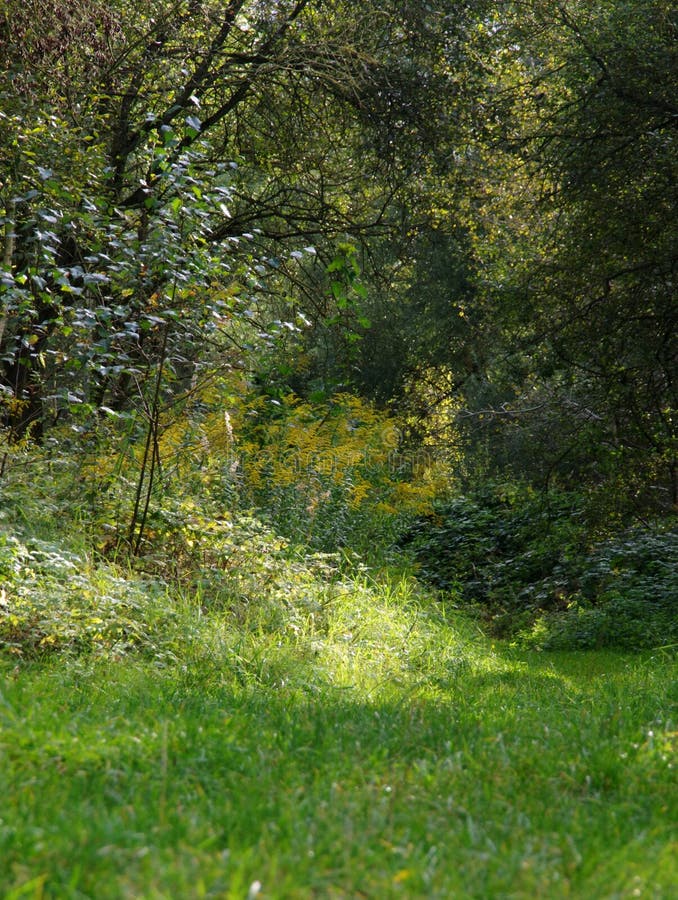 Green forest pathway stock photo. Image of road, season - 100454384