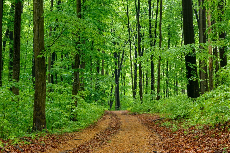 Green forest with pathway stock image. Image of environment - 25814091